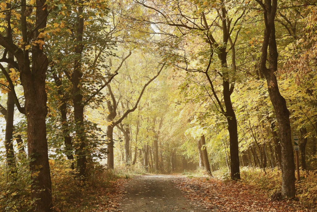 Woods october path – Coordonné